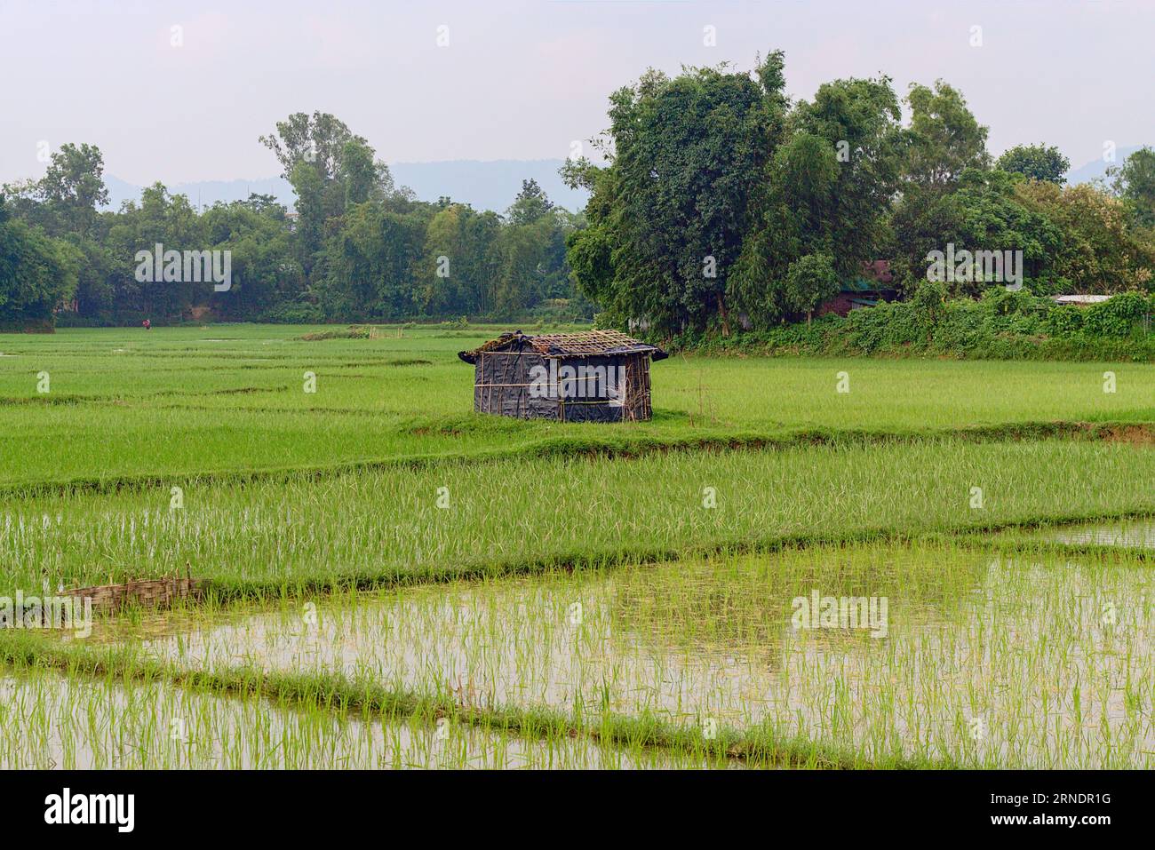 this is hut in the agriculture paddy field Stock Photo - Alamy