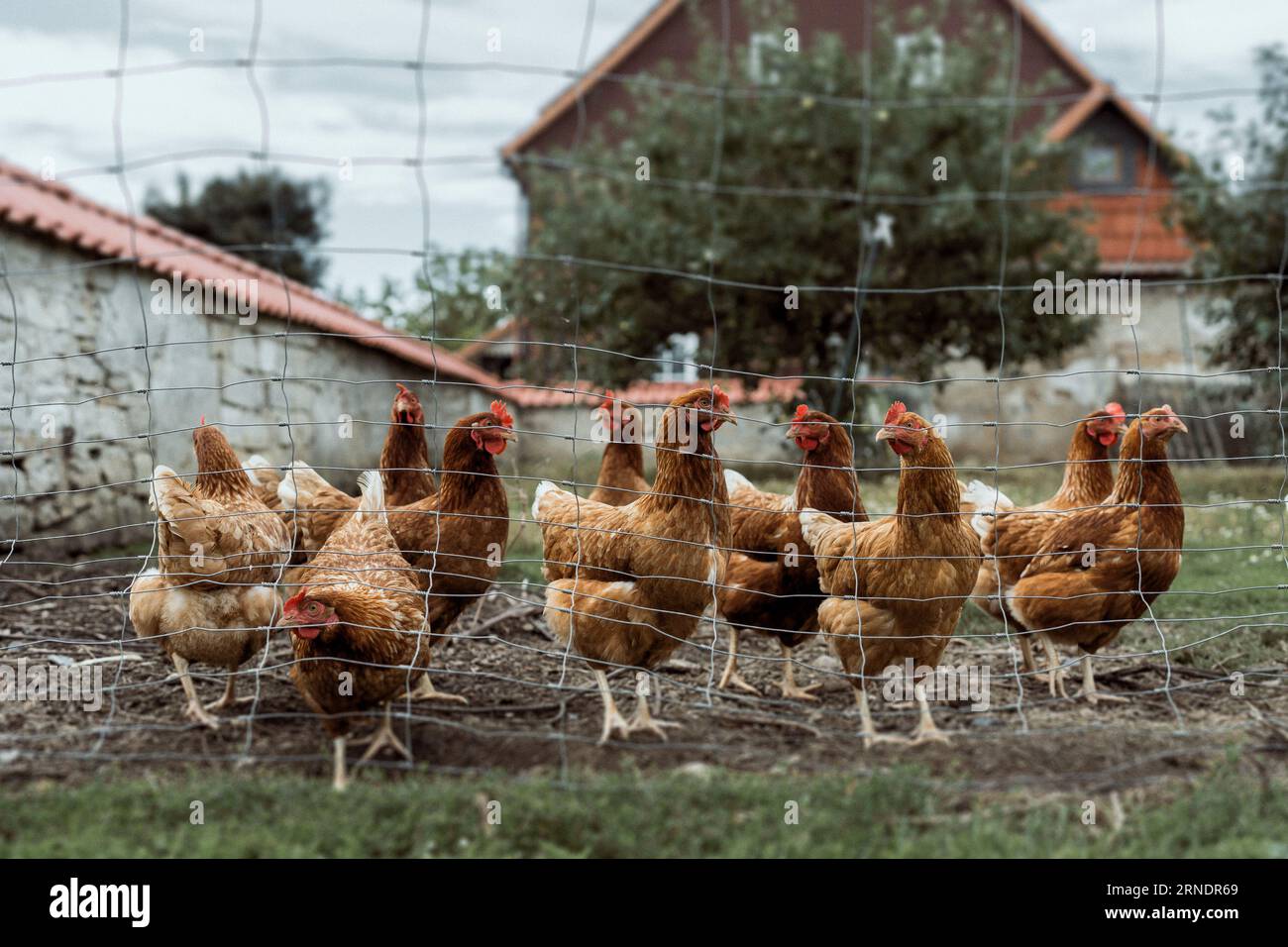 Chicken agriculture hi-res stock photography and images - Alamy