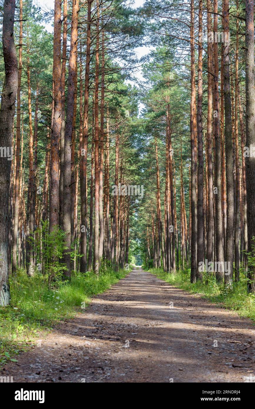 Road through pine forest straight hi-res stock photography and images ...