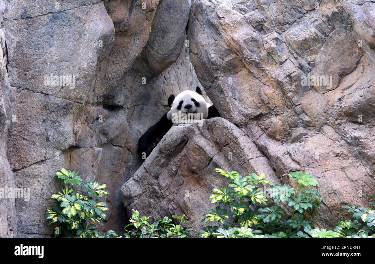 Ying Ying the panda rests in the Ocean Park in Hong Kong, south China ...