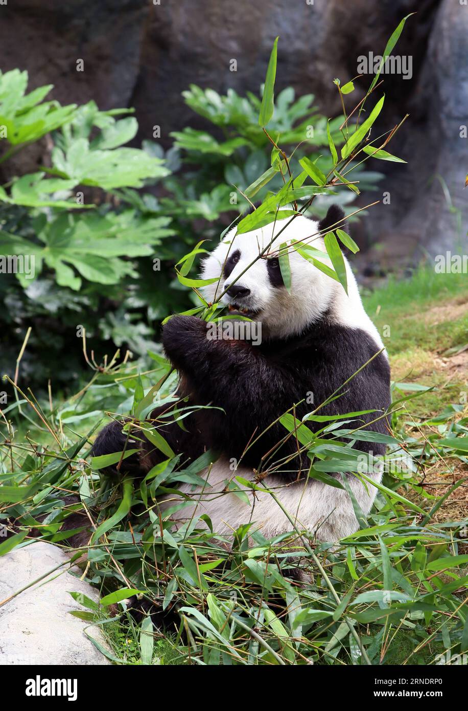 Le Le the panda eats bamboo in the Ocean Park in Hong Kong, south China ...