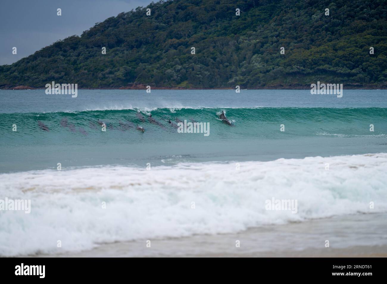 dolphin surfing waves on a beach in australia Stock Photo - Alamy
