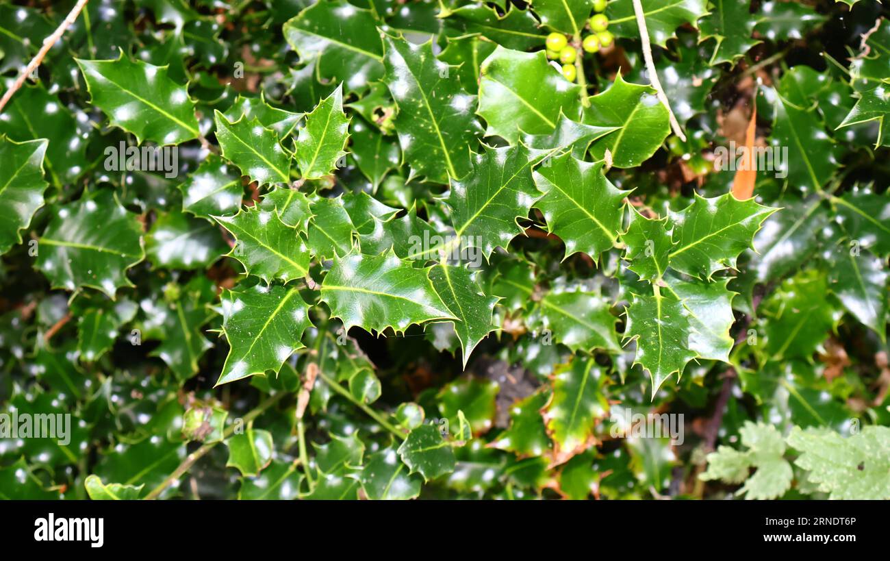 Holly bush leaves texture background hi-res stock photography and ...