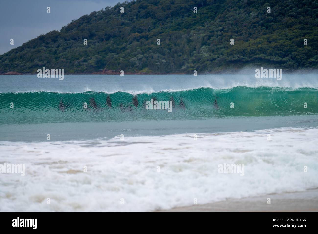 dolphin surfing waves on a beach in australia Stock Photo - Alamy