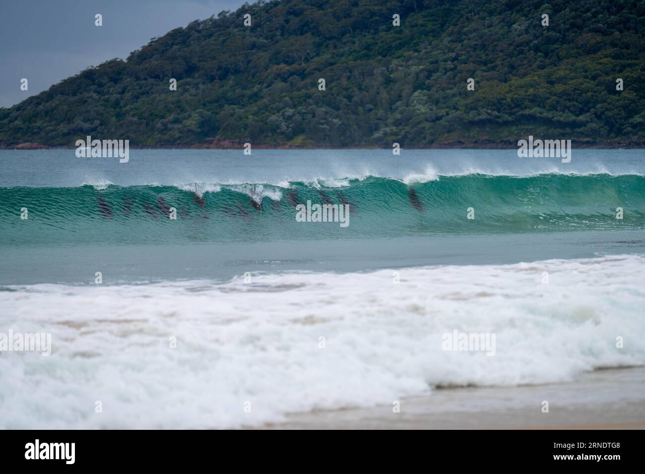 dolphin surfing waves on a beach in australia Stock Photo - Alamy