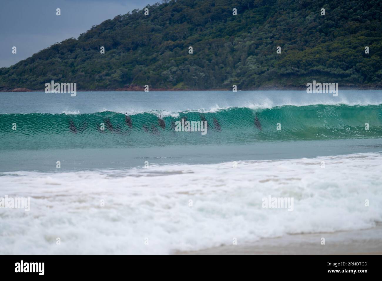 dolphin surfing waves on a beach in australia Stock Photo - Alamy