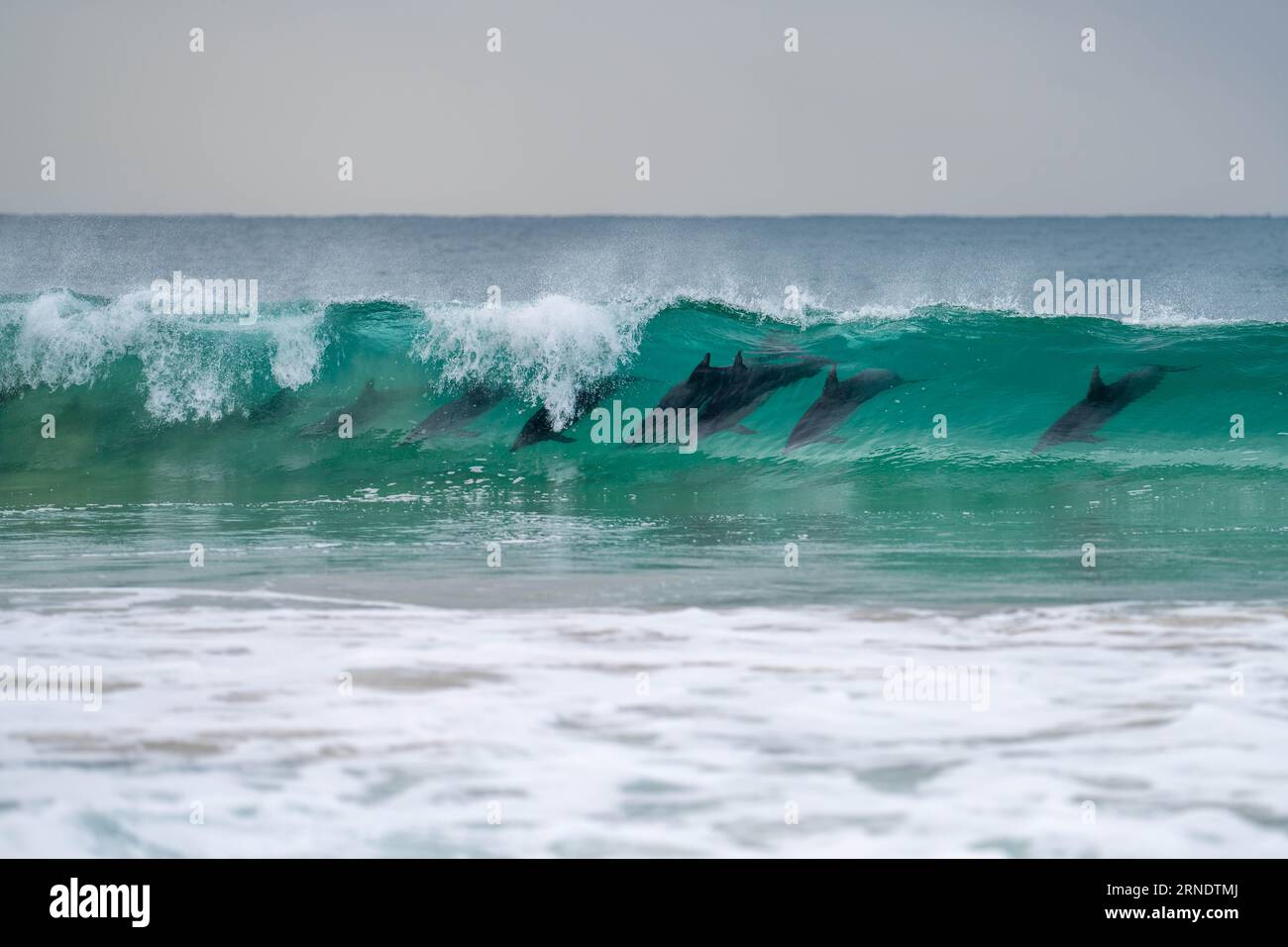 dolphin surfing waves on a beach in australia Stock Photo - Alamy
