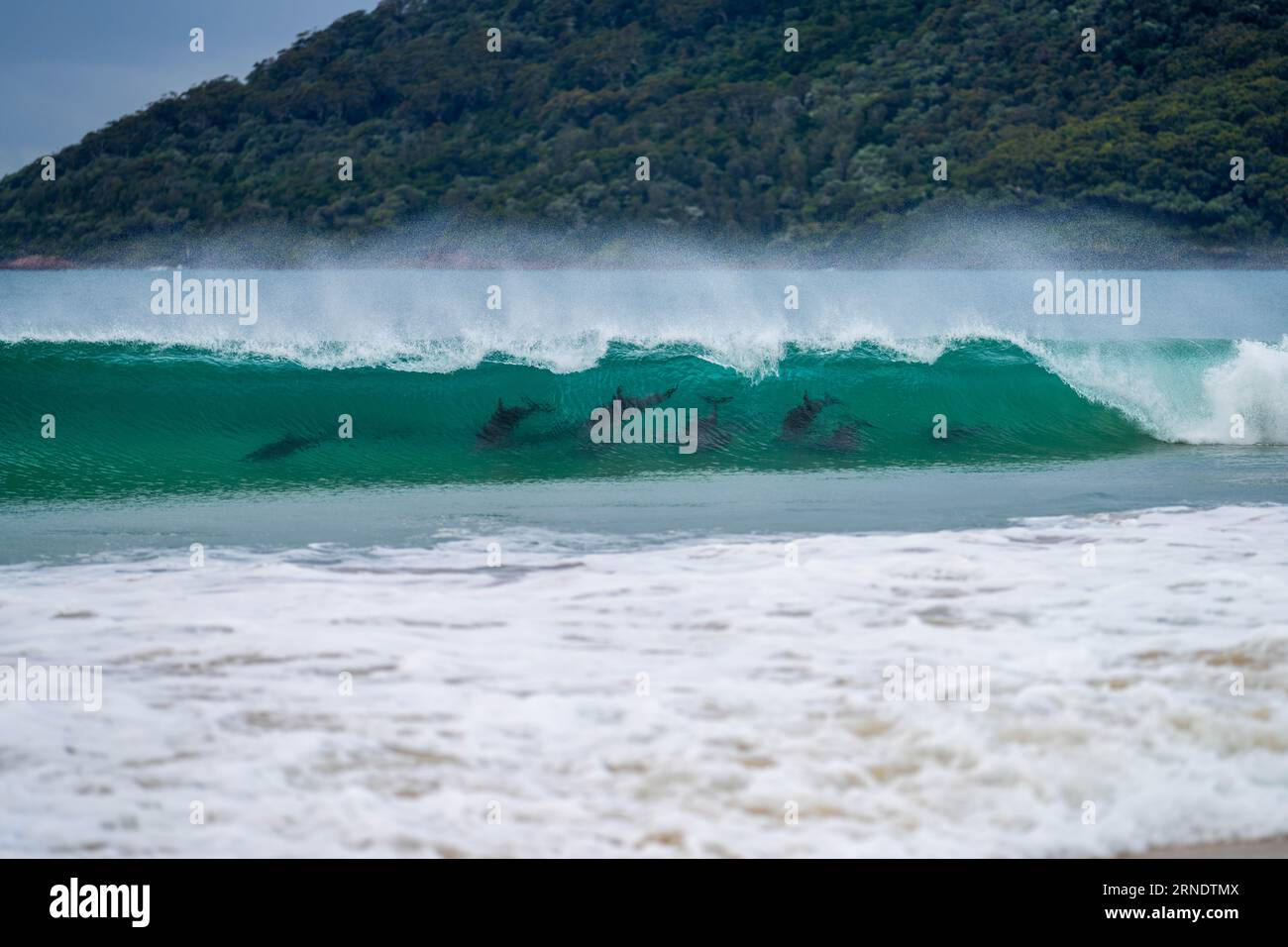 dolphin surfing waves on a beach in australia Stock Photo - Alamy