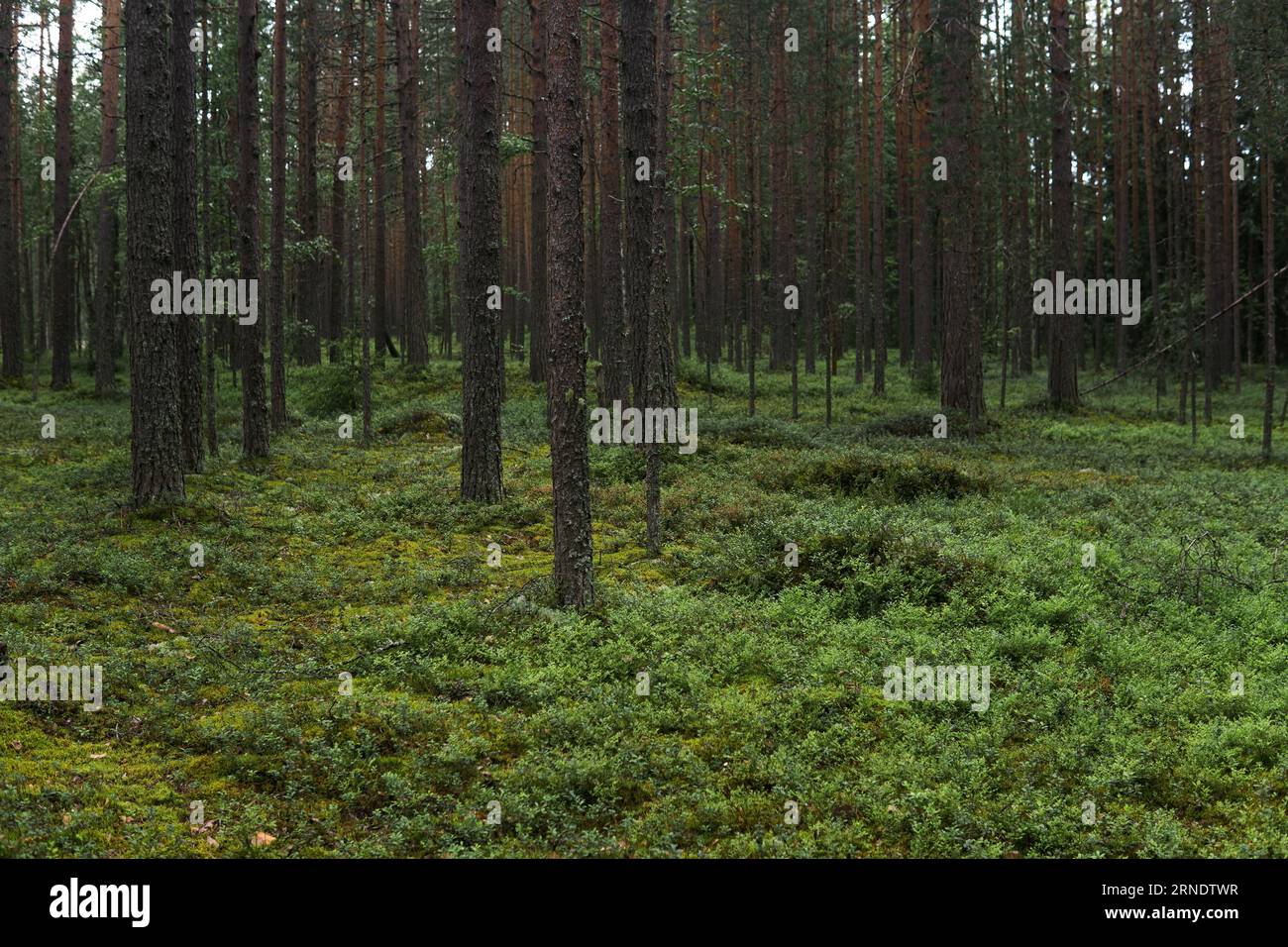 natural landscape, pine boreal forest with moss undergrowth, coniferous taiga Stock Photo - Alamy