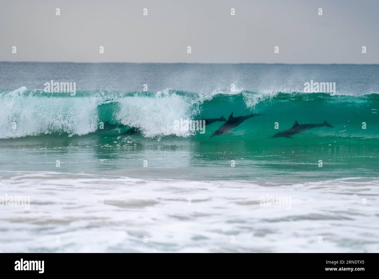 dolphin surfing waves on a beach in australia Stock Photo - Alamy