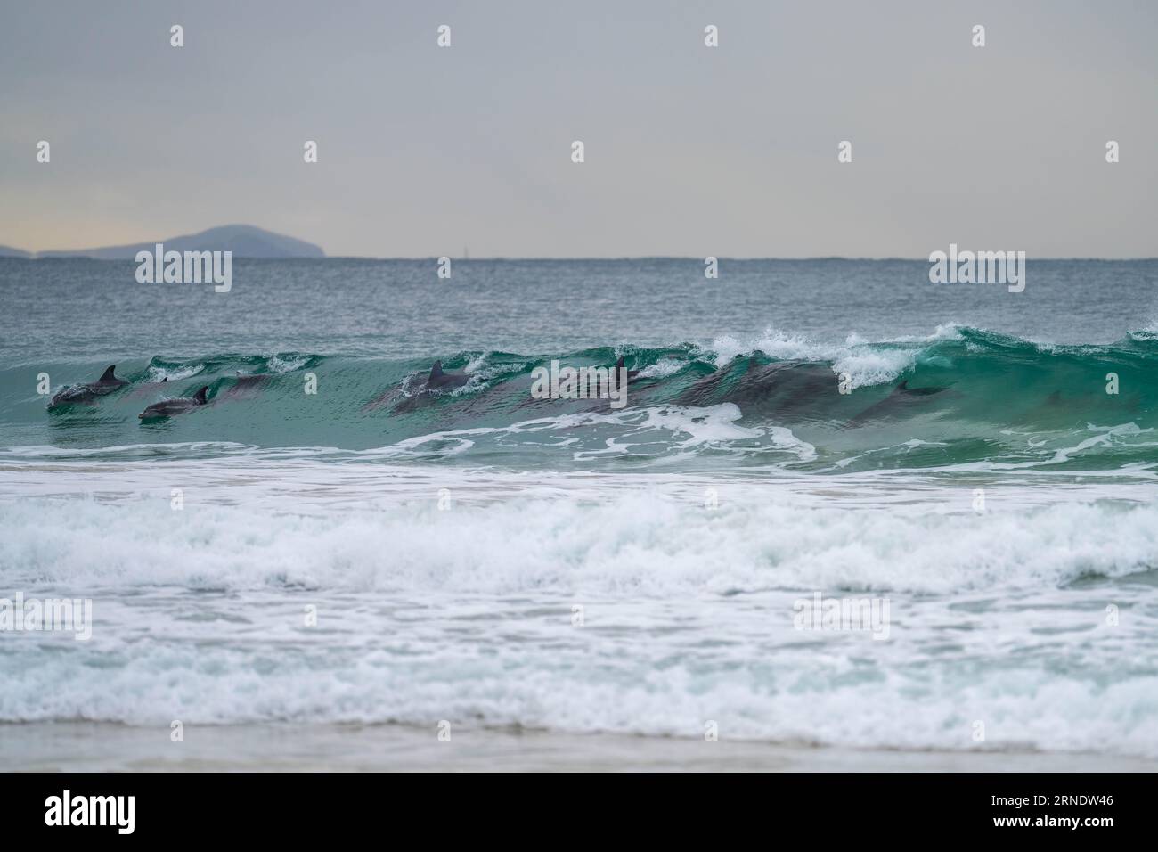 dolphin surfing waves on a beach in australia Stock Photo - Alamy