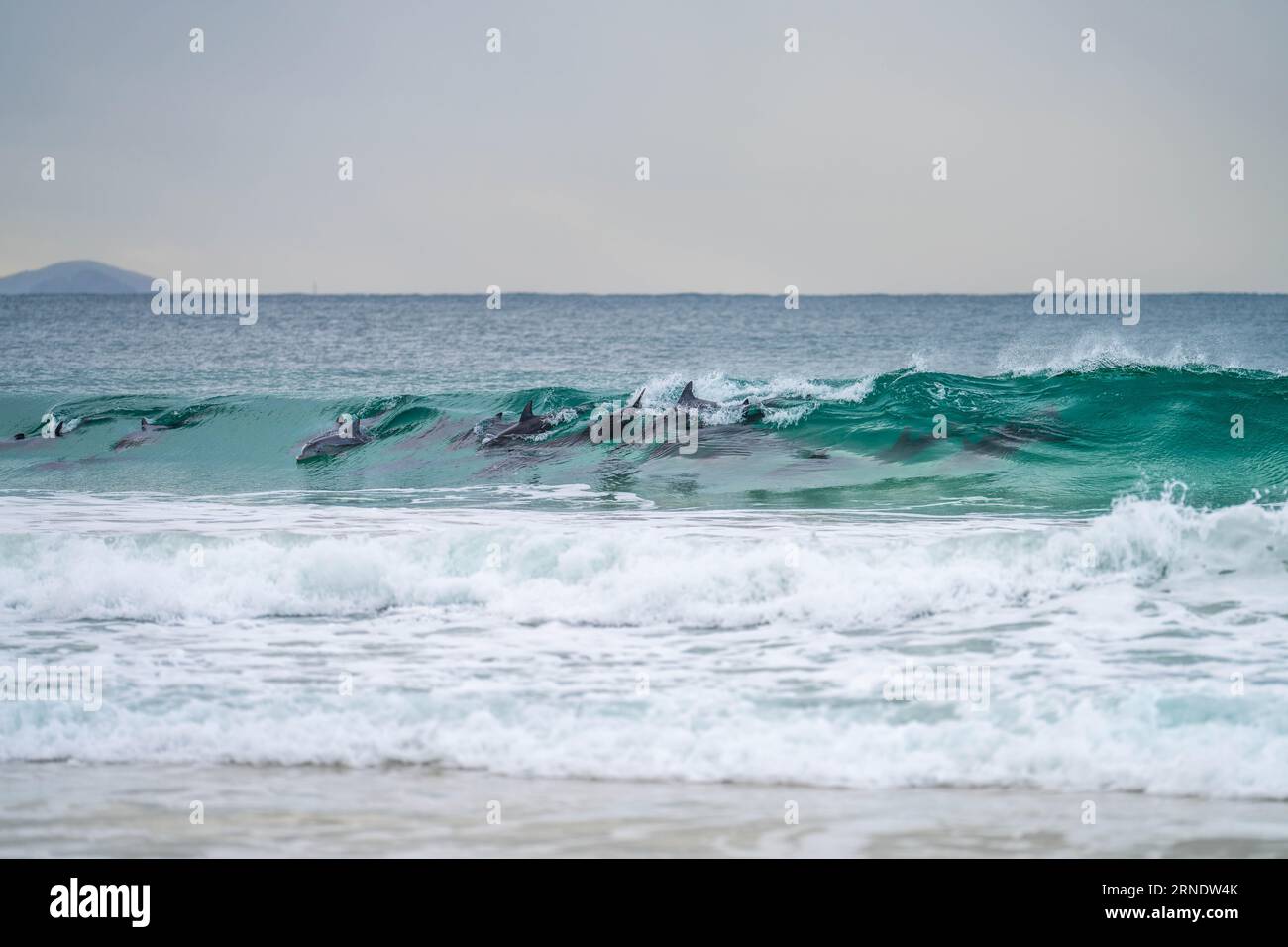 dolphin surfing waves on a beach in australia Stock Photo - Alamy