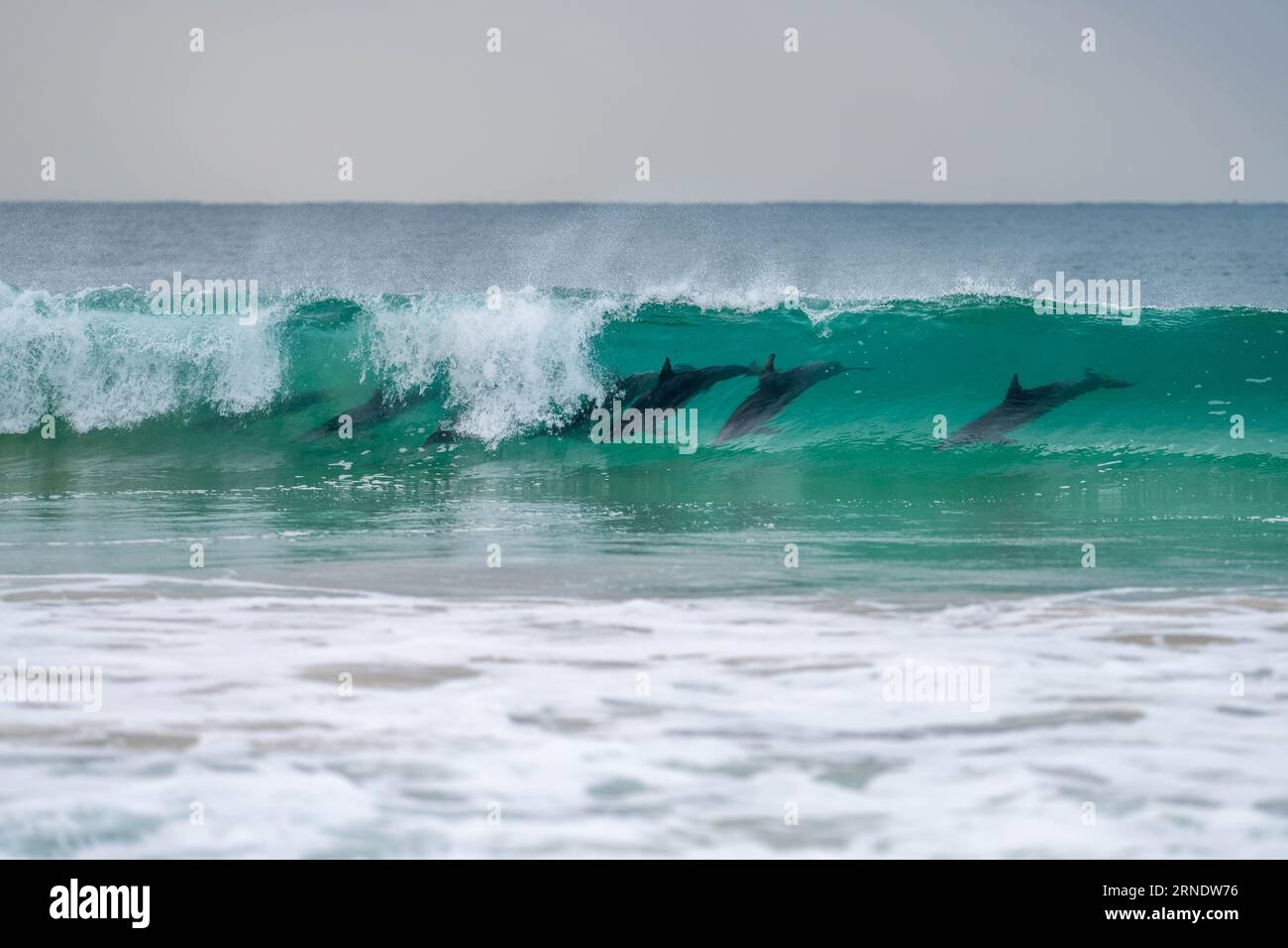 dolphin surfing waves on a beach in australia Stock Photo - Alamy