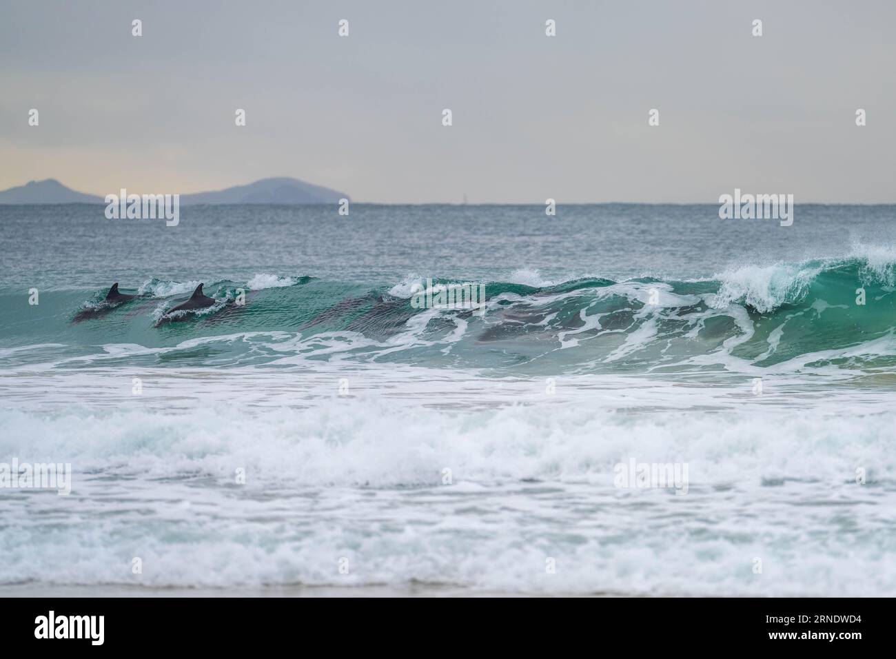 dolphin surfing waves on a beach in australia Stock Photo - Alamy