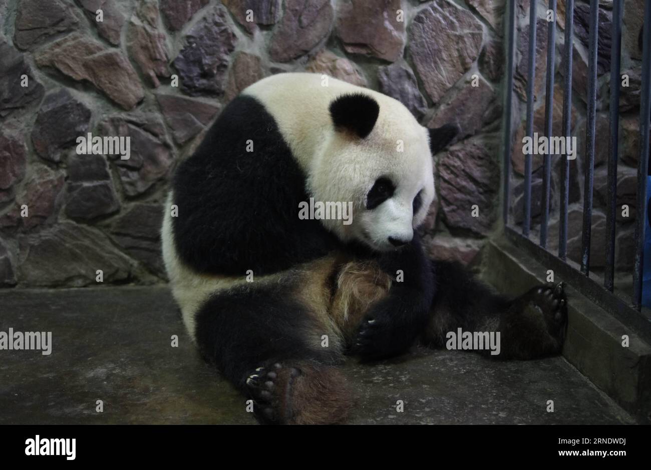 CHENGDU, 2016 () -- Meihin, a Japanese-born panda, rests at the Chengdu ...
