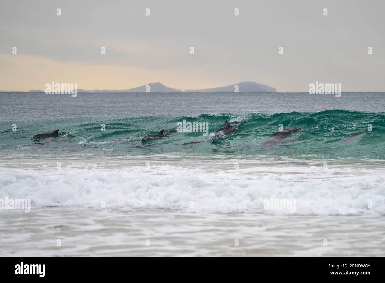 dolphin surfing waves on a beach in australia Stock Photo - Alamy