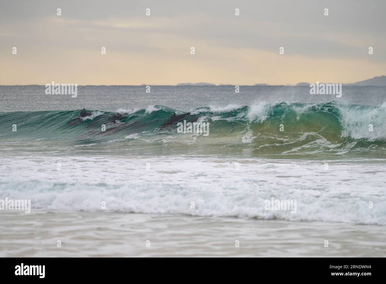 dolphin surfing waves on a beach in australia Stock Photo - Alamy