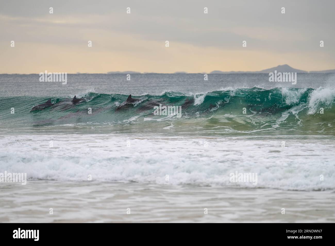 dolphin surfing waves on a beach in australia Stock Photo - Alamy