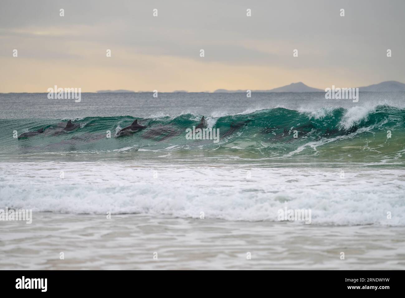 dolphin surfing waves on a beach in australia Stock Photo - Alamy