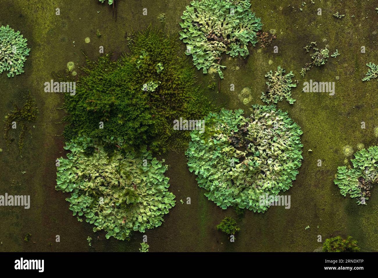 background, texture - surface covered with lichens and moss Stock Photo - Alamy