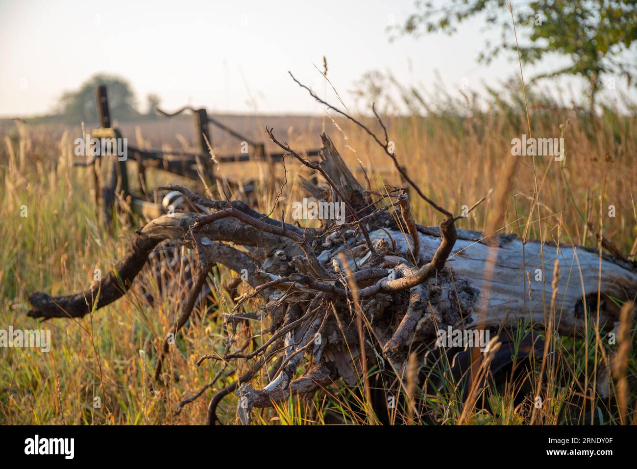 uprooted tree stump in the morning in the tall grass Stock Photo - Alamy