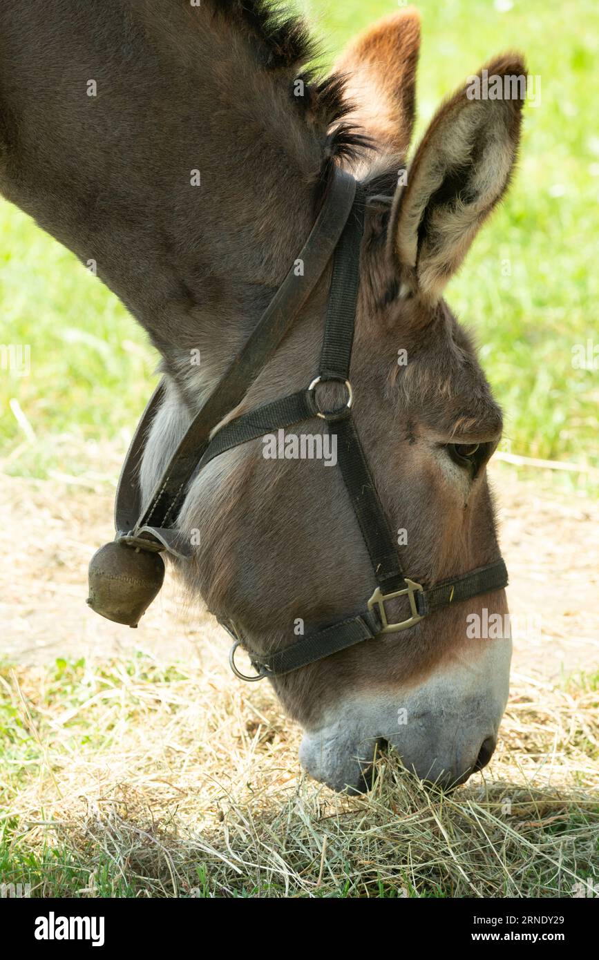 Italy eating country hi-res stock photography and images - Alamy