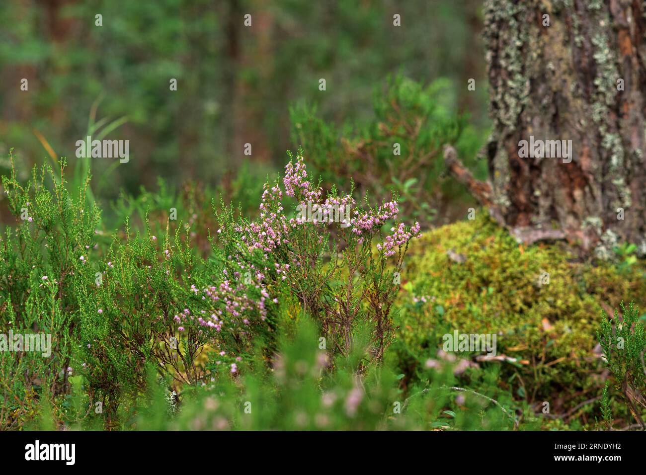 flowering twig of heather on a natural blurred background Stock Photo ...