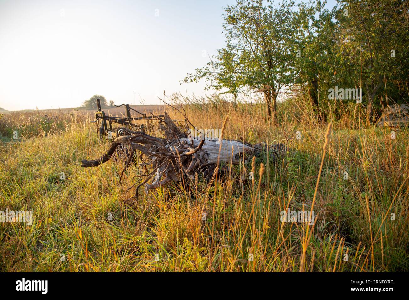 uprooted tree stump in the morning in the tall grass Stock Photo - Alamy