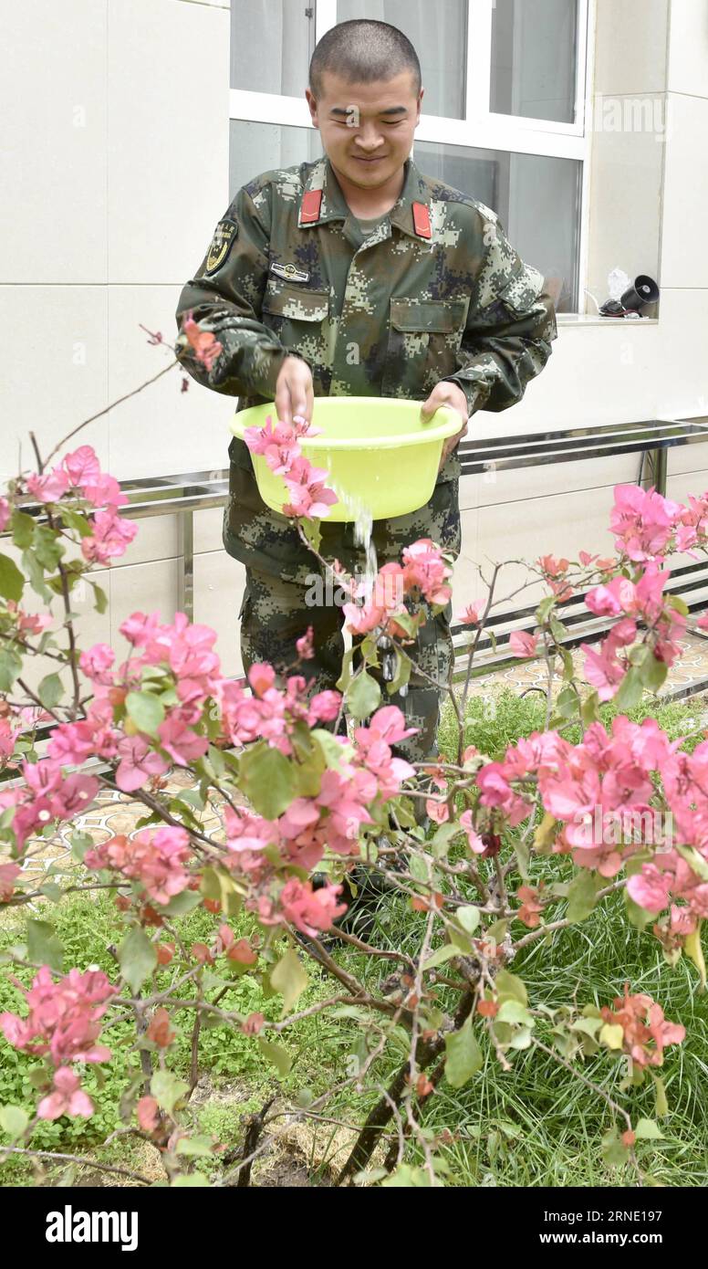 Xinjiang bougainvillea hi-res stock photography and images - Alamy