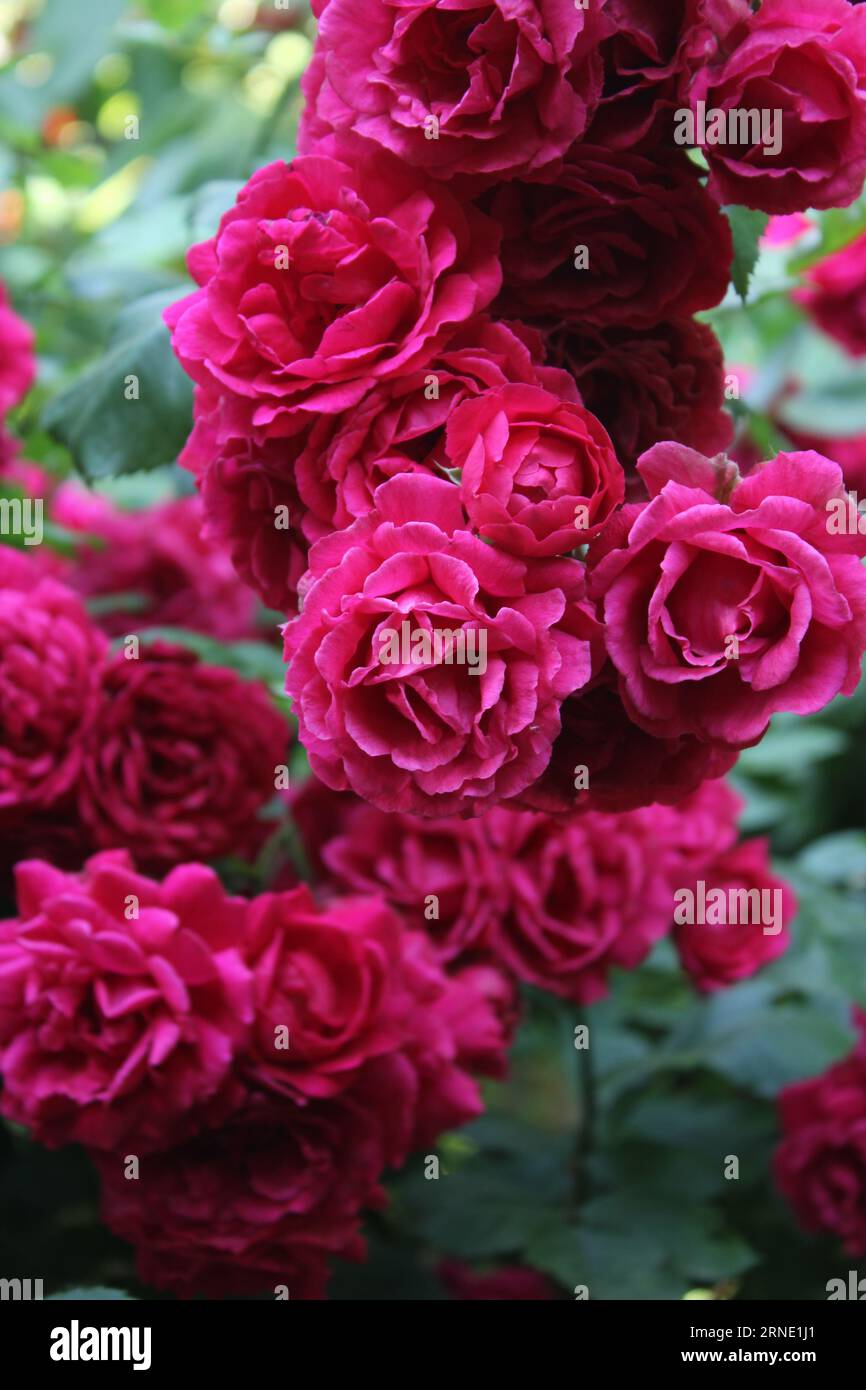 Rosewood flower hi-res stock photography and images - Alamy