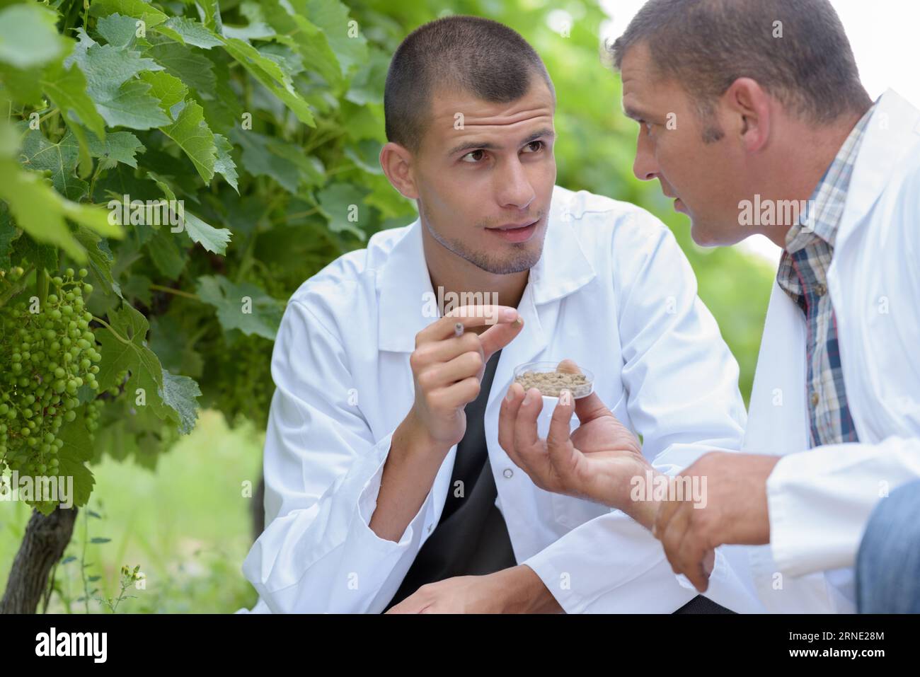 grape vine specialists collecting sample from vine Stock Photo - Alamy