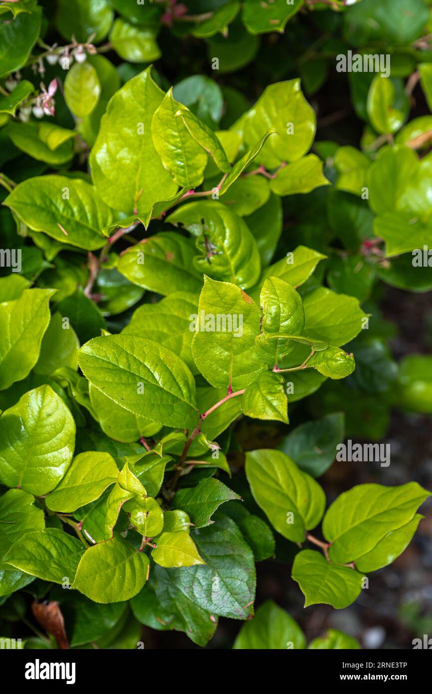 Gaultheria shallon hi-res stock photography and images - Alamy