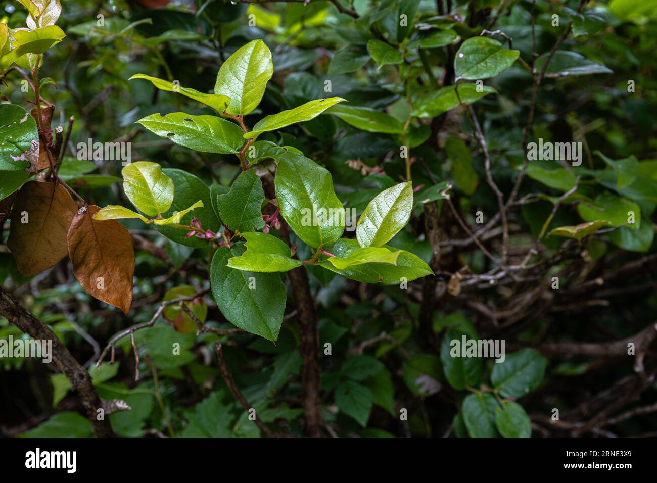 Gaultheria shallon hi-res stock photography and images - Alamy