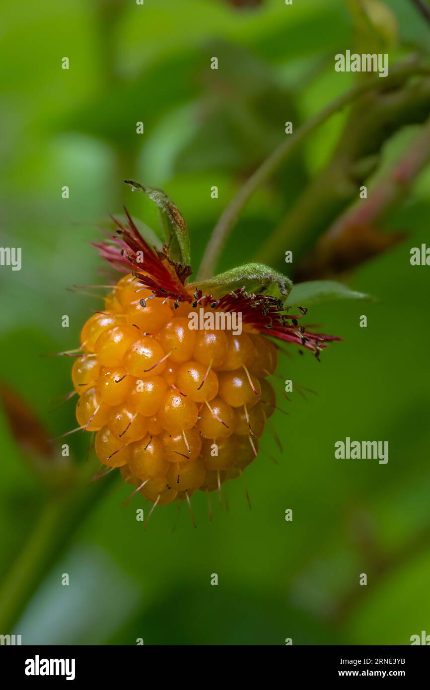 Fruit of a Salmonberry (Rubus spectabilis) Plant Stock Photo - Alamy
