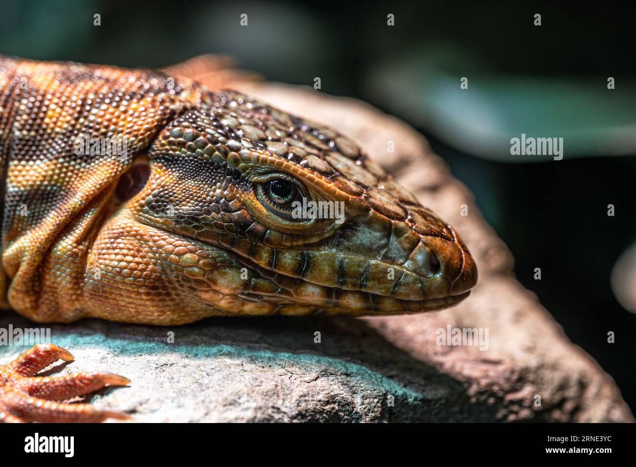 Argentine red tegu hi-res stock photography and images - Alamy