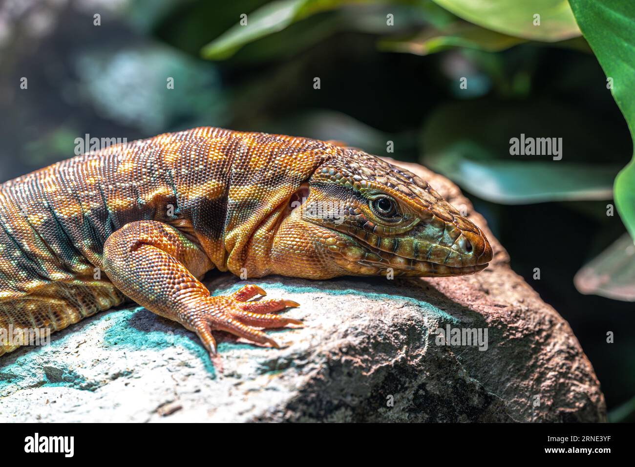 Red tegu hi-res stock photography and images - Alamy