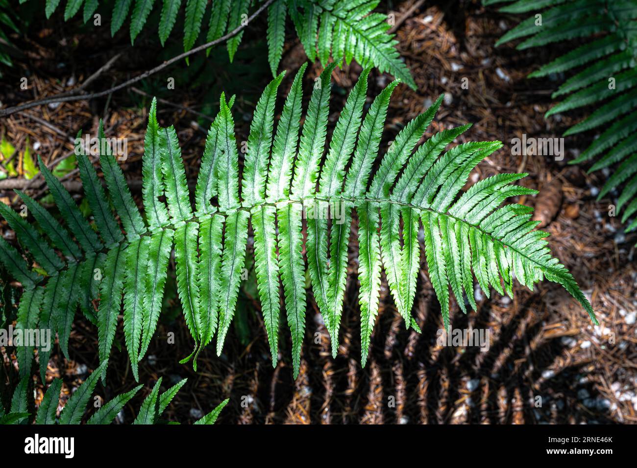 Leaf of a Shaggy Shield Fern (Dryopteris cycadina Stock Photo - Alamy