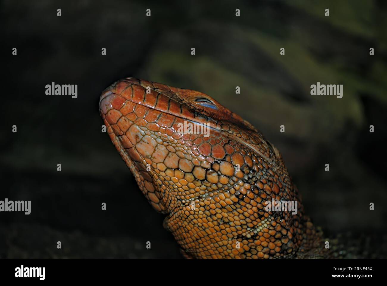 Lizard shows his tongue in Prague Zoo. Detail photo of lizard colorful ...