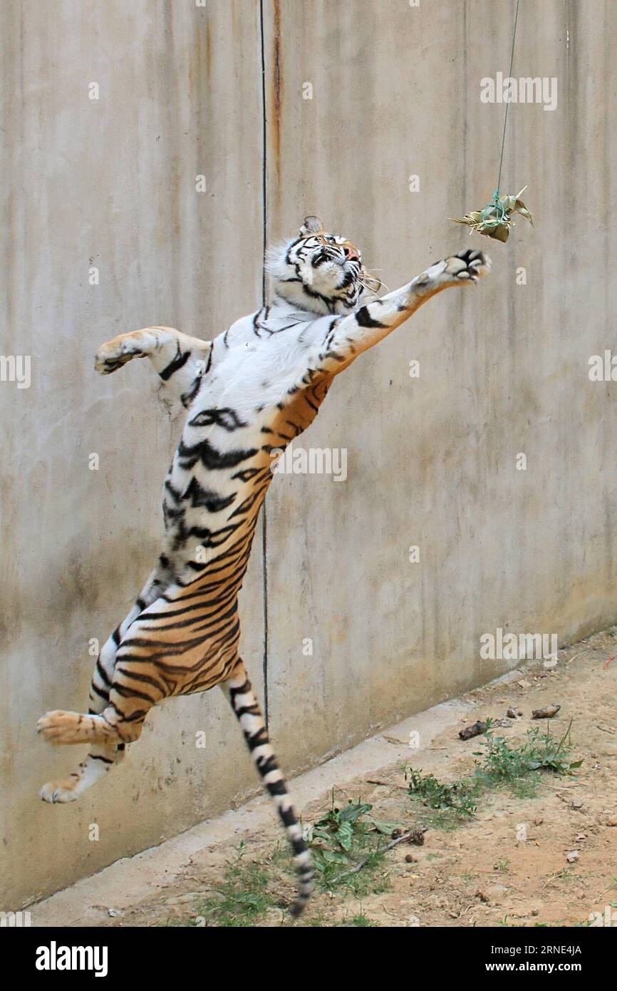 (160609) -- YANTAI, June 9, 2016 -- A Siberian tiger stretches to get a ...