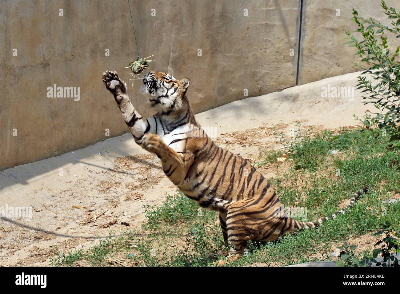 (160609) -- YANTAI, June 9, 2016 -- A Siberian tiger stretches to get a ...