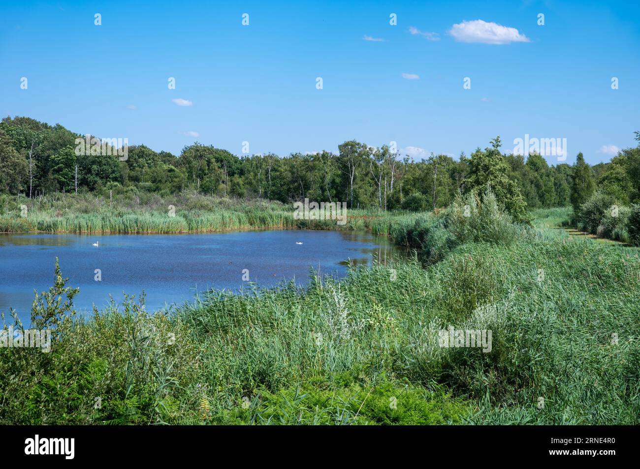 The Kruisspeel march with a pond and green vegetation, Weert, The ...