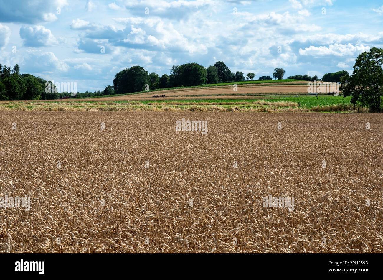 Field of golden wheat at the Flemish countryside around Bekkevoort ...