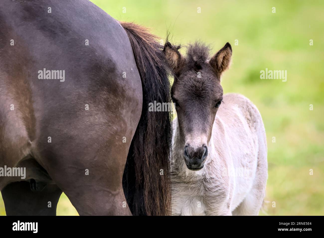 a portrait of a beautiful dun colored mare of an Icelandic Horse near ...