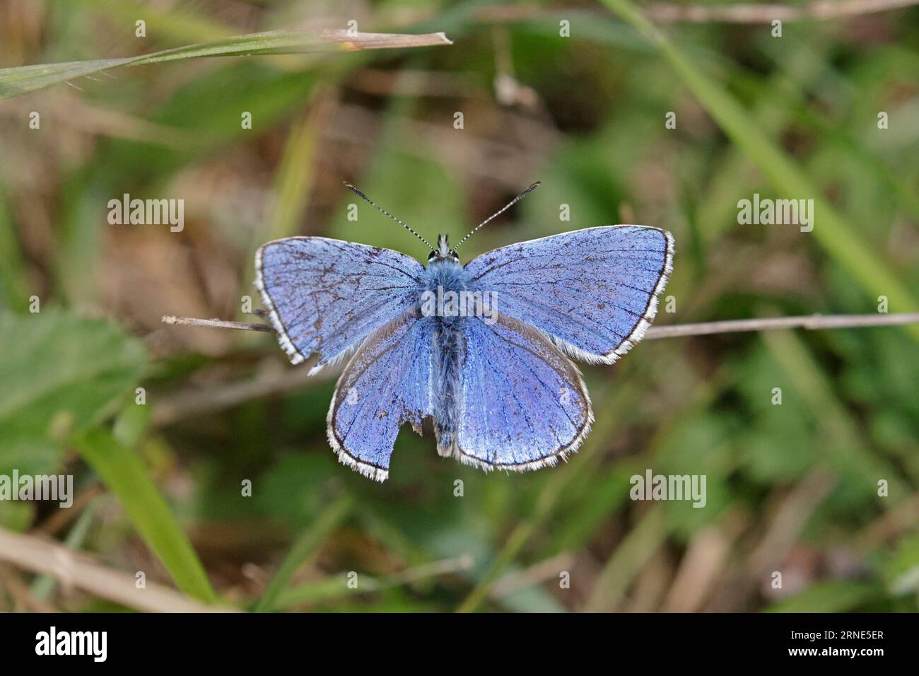 Blue adonis uk hi-res stock photography and images - Alamy