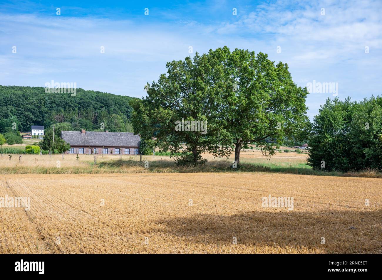 Agriculture fields and woods at the Flemish countryside around Houwaart ...