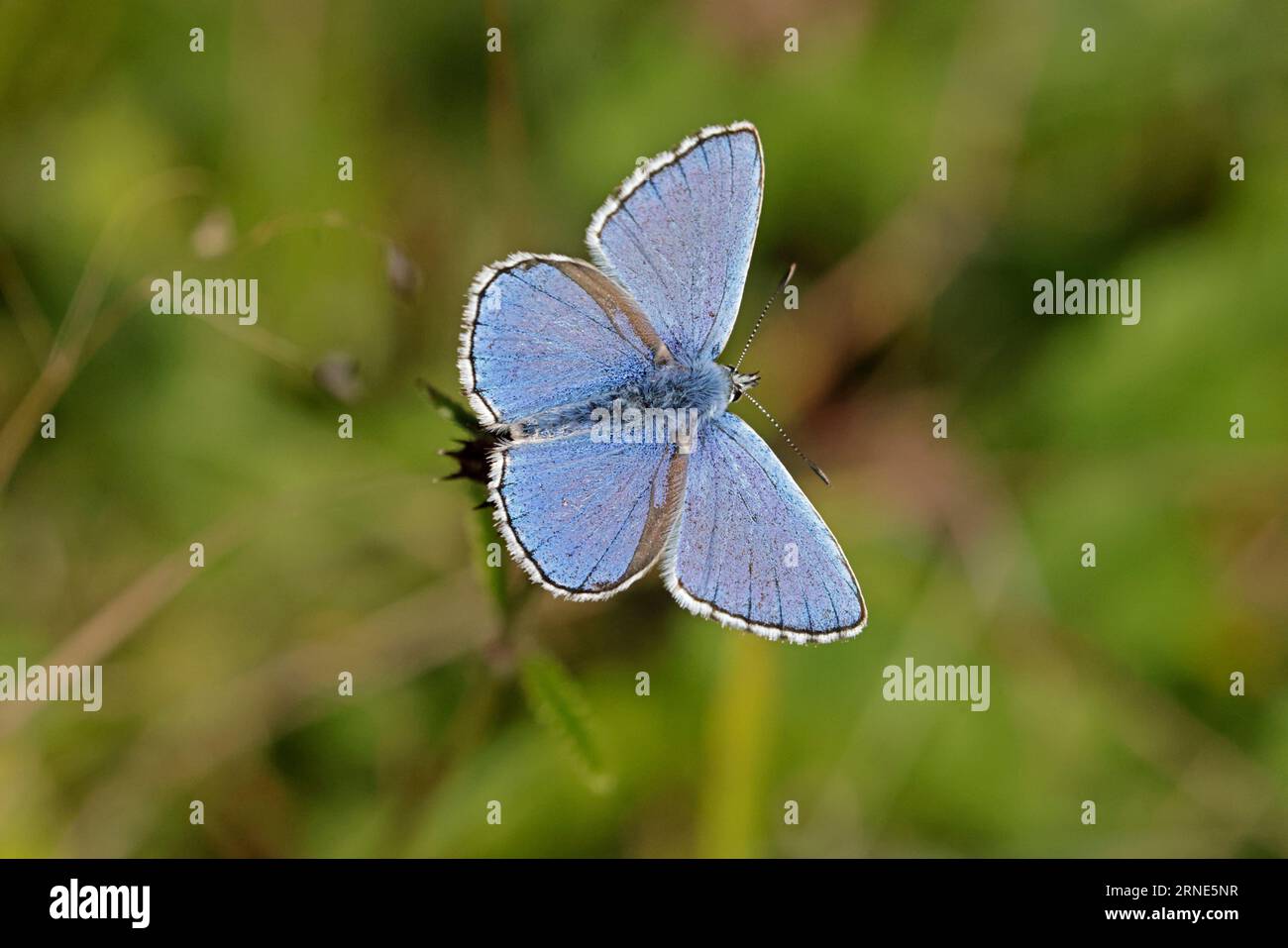 Adonis blue male lysandra hi-res stock photography and images - Alamy