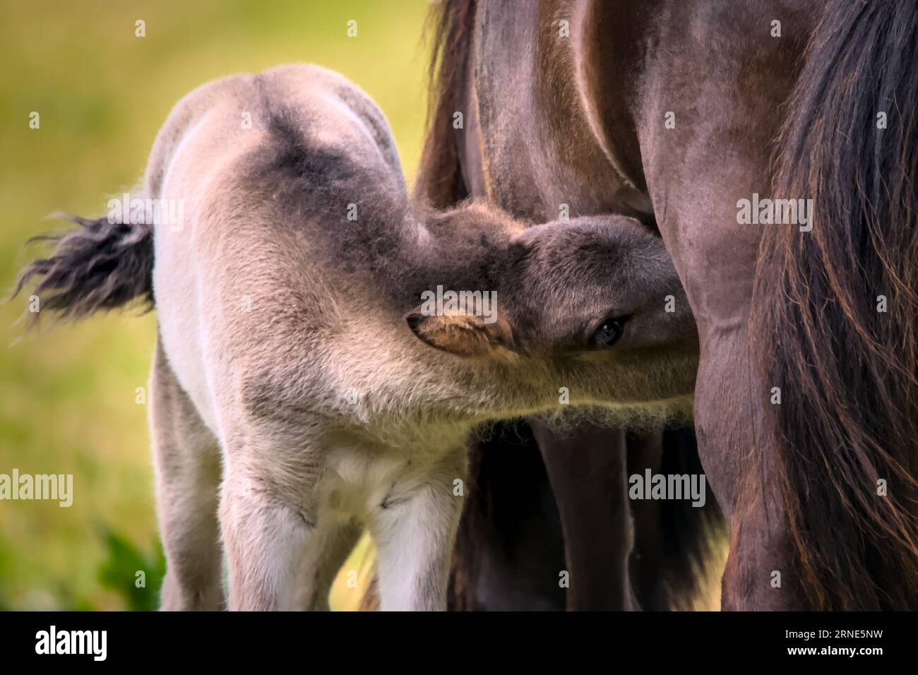 a portrait of a beautiful dun colored mare of an Icelandic Horse near ...