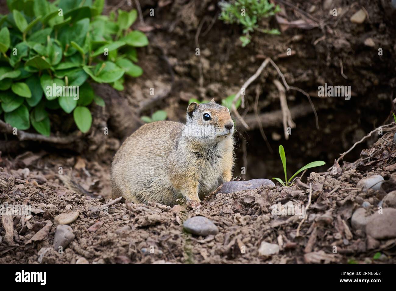 Uinta ziesel hi-res stock photography and images - Alamy