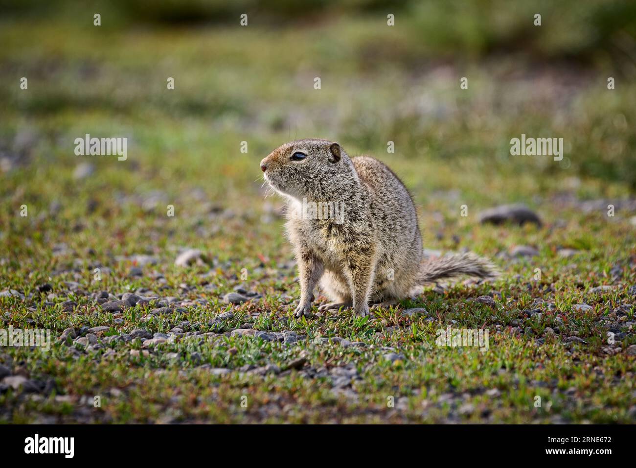 Uinta ziesel hi-res stock photography and images - Alamy