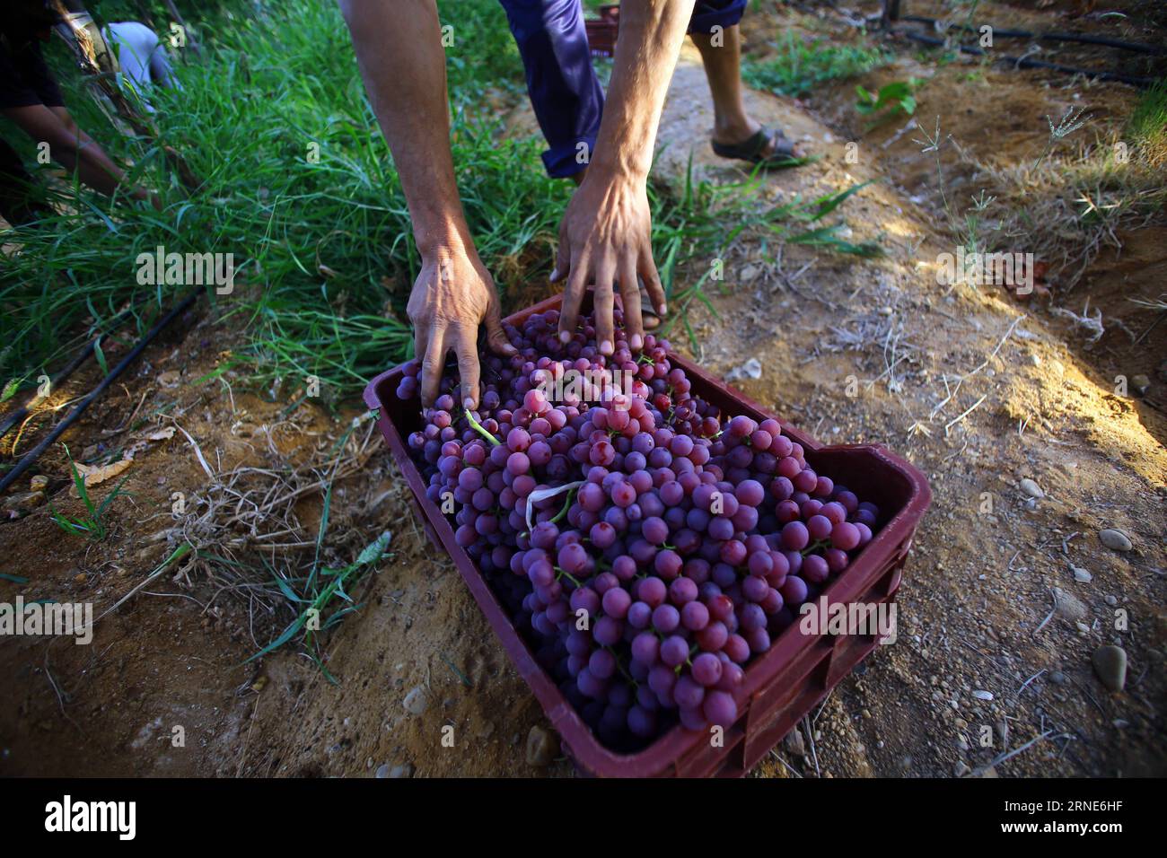 Farmerworks hi-res stock photography and images - Alamy